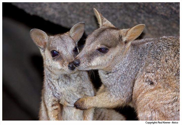 Avico Stock & Contract Photography